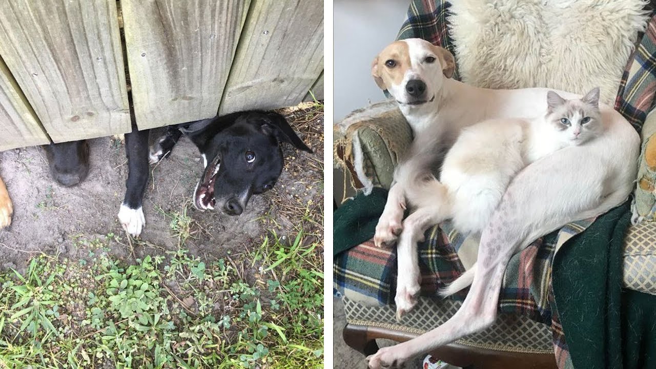 Funniest Animals Ever 🤣 Awesome Funny Moment Of The Animals #12 - YouTube