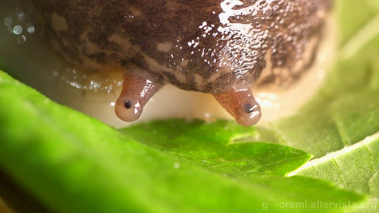 Snails and slugs - Lumache e limacce - YouTube