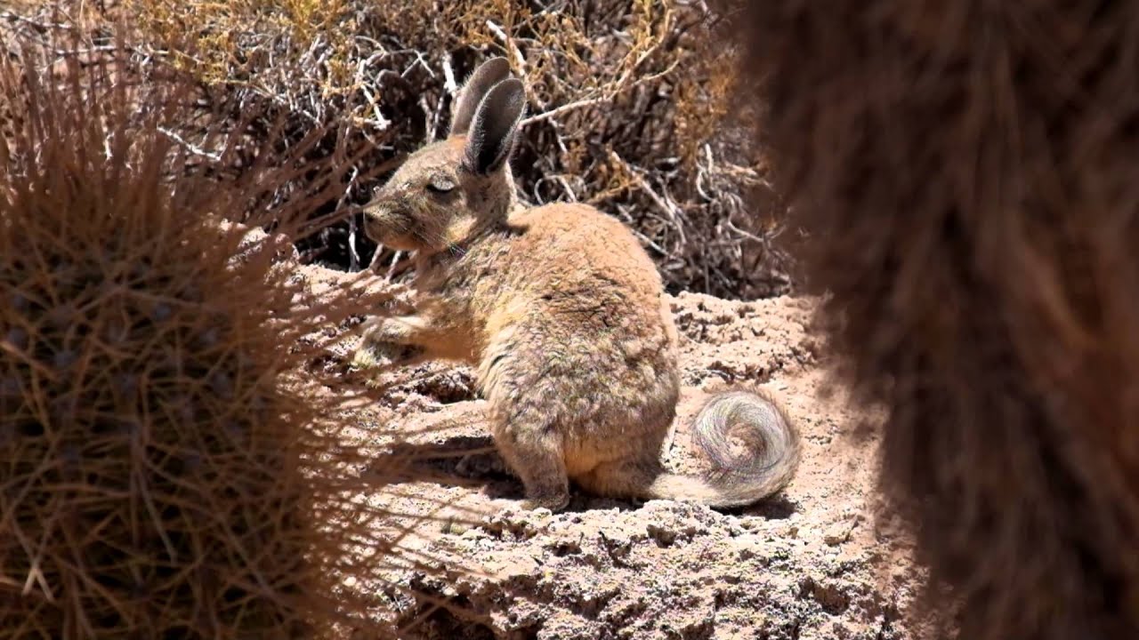 viscacha eating, Incahuasi Island, Salar de Uyuni, Bolivia - YouTube