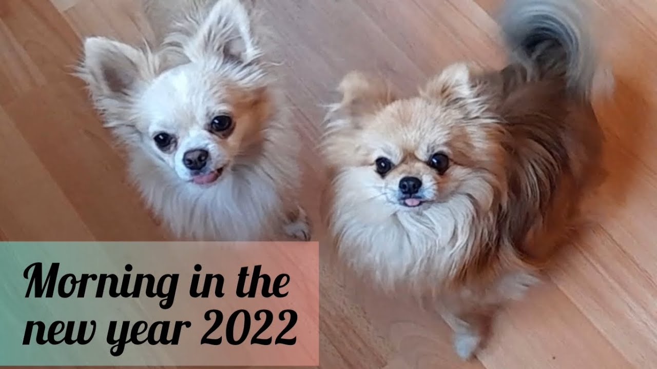 Little, cute dogs Max and Lucky. New Year's morning 2022 :-)! - YouTube
