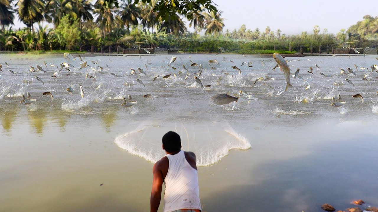 Unbelievable Cast Net Fishing Video || Catching Lot of fish by cast net ...