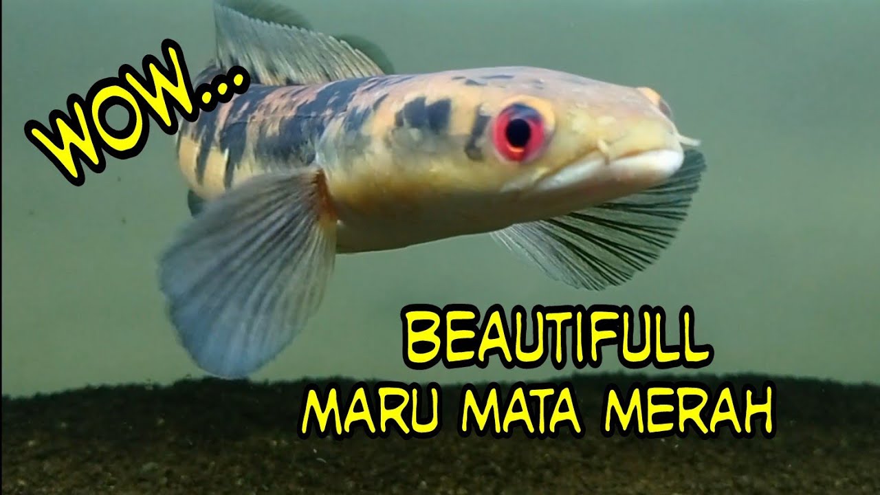 BEAUTIFUL MARU FISH WITH RED EYES/ cantiknya ikan maru bermata merah ...