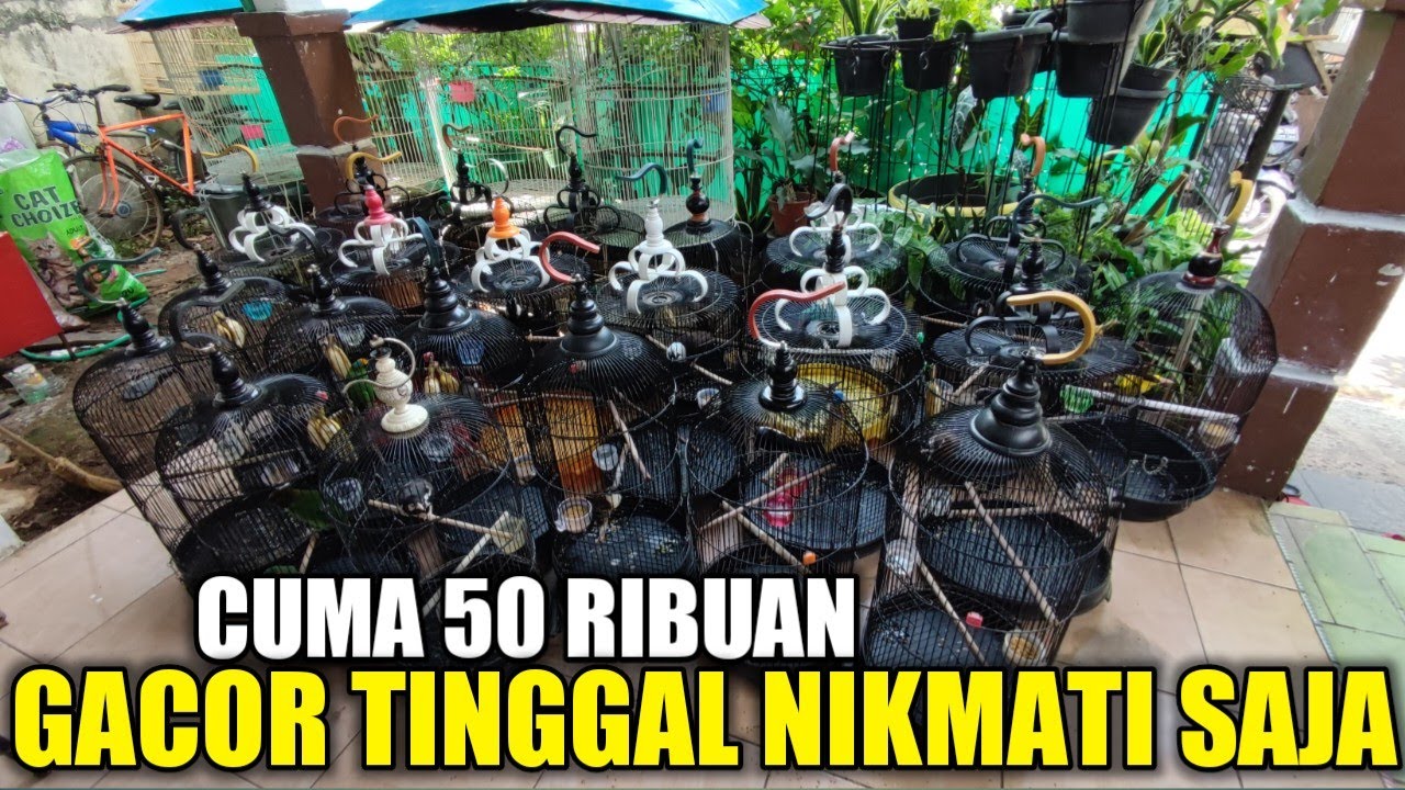 MURAH TAPI MEWAH, BURUNG HARGA 50 RIBU RASA 5 JUTA ! BURUNG GACOR ...
