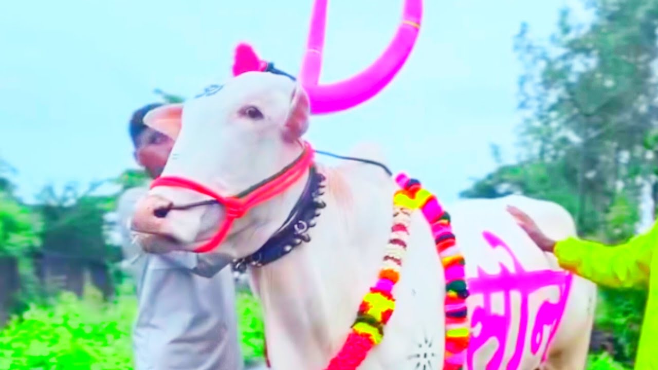 बैल पोळा सजावट | बेंदुर सण | jiva shivachi bail jodi | bail pola song ...