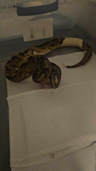 Rehabilitation for abused Ball Pythons - YouTube
