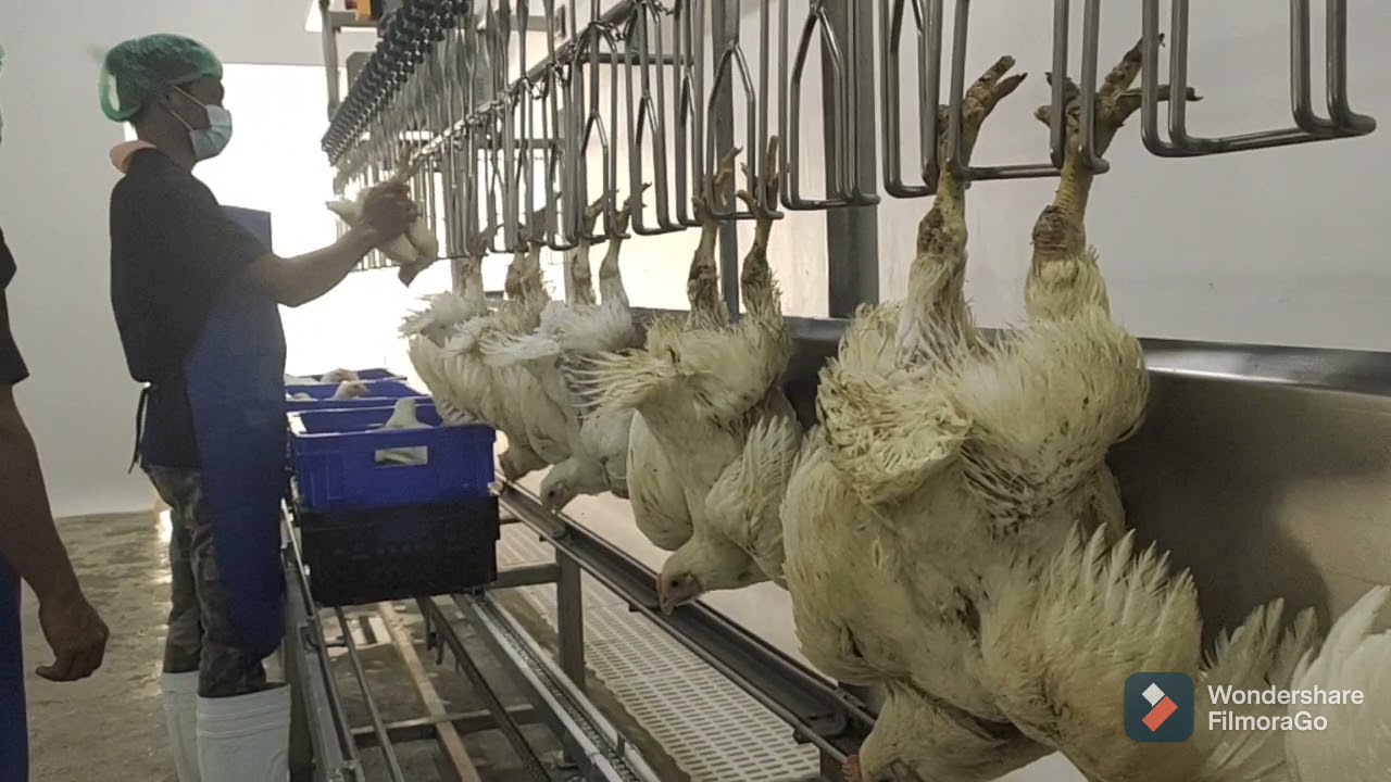 Farm Rich Foods Meat Processing And Poultry Dressing Plant at Sherman ...