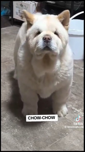 Les meilleurs races de chiens au Gabon - YouTube