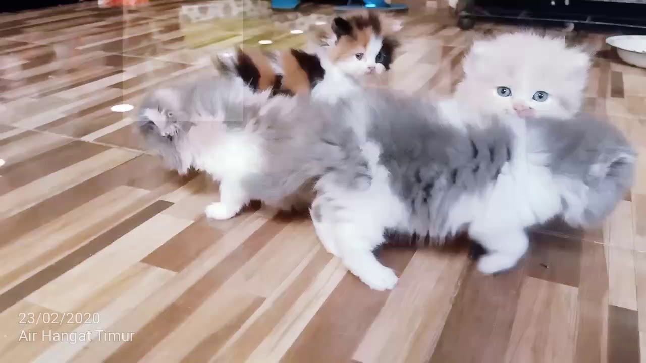 Kucing Persia, Hello Kitten - YouTube