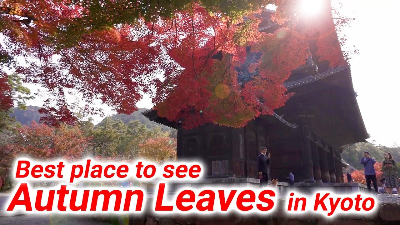 【Kyoto Autumn leaves】The best places to enjoy the autumn leaves in ...