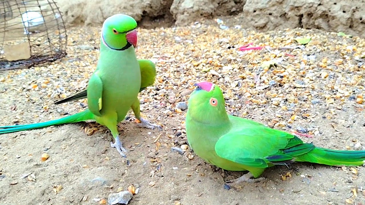 Parrot Jora Masti Cute Parrot Sounds - YouTube
