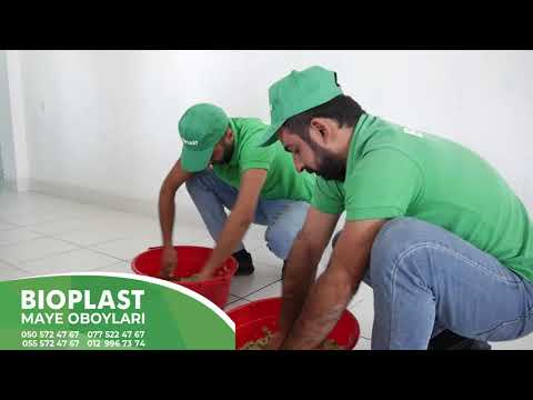 Bioplast Maye oboy suda necə həll olunur?  PROSES VIDEODA