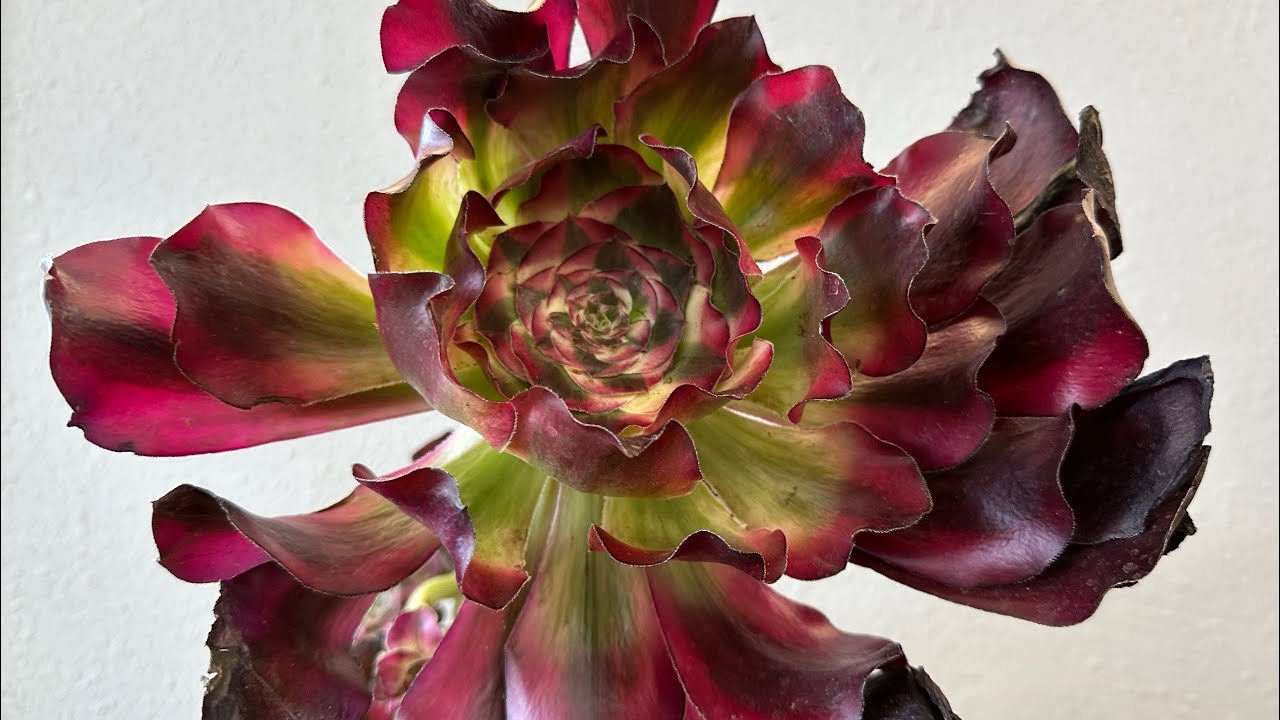 6/23 aeonium: big bang, voodoo, peacock, pink lady, feather, tea yang ...