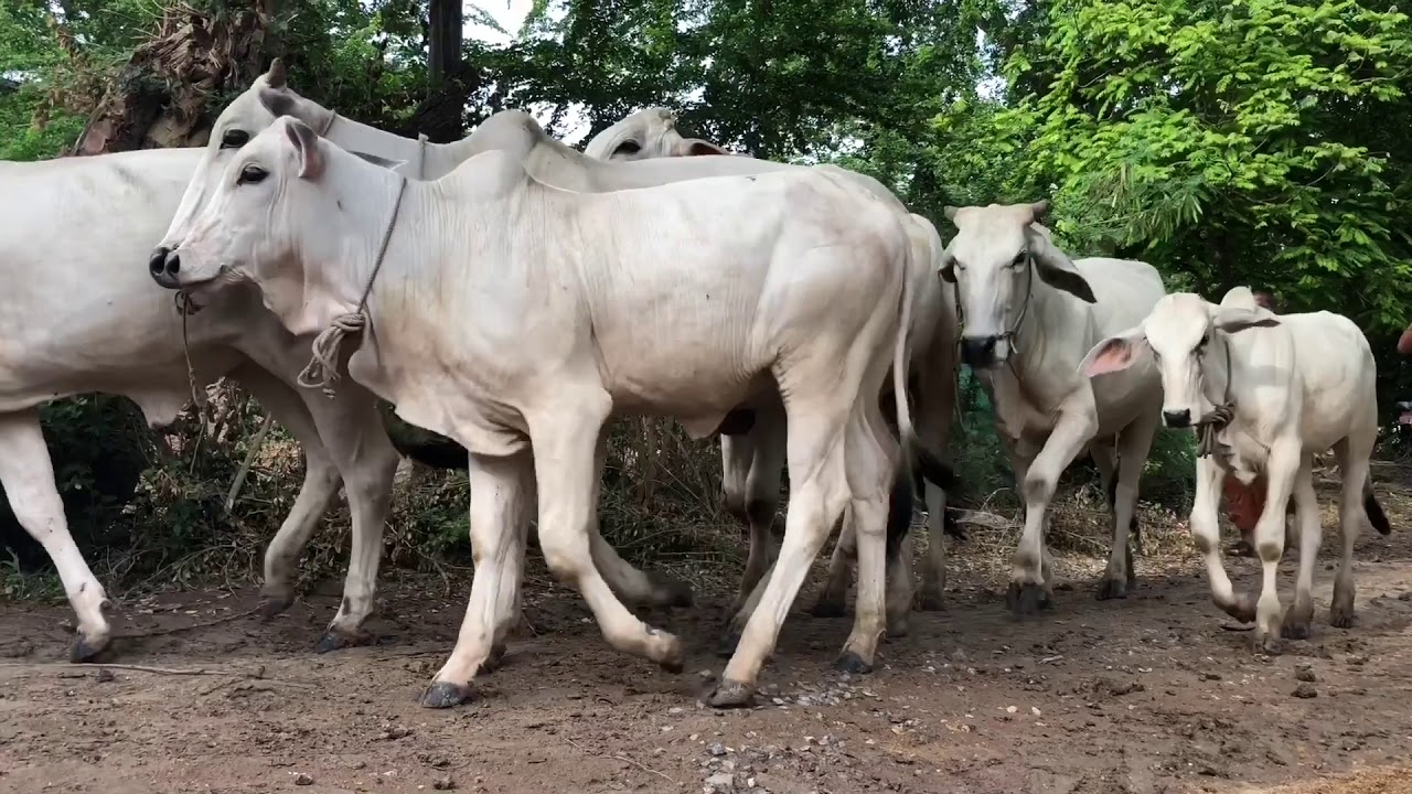 សត្វគោនៅស្រុកខ្មែរ, Cows in Cambodia, 2018 - YouTube