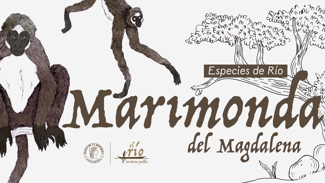 Especies de Río | Marimonda del Magdalena - YouTube
