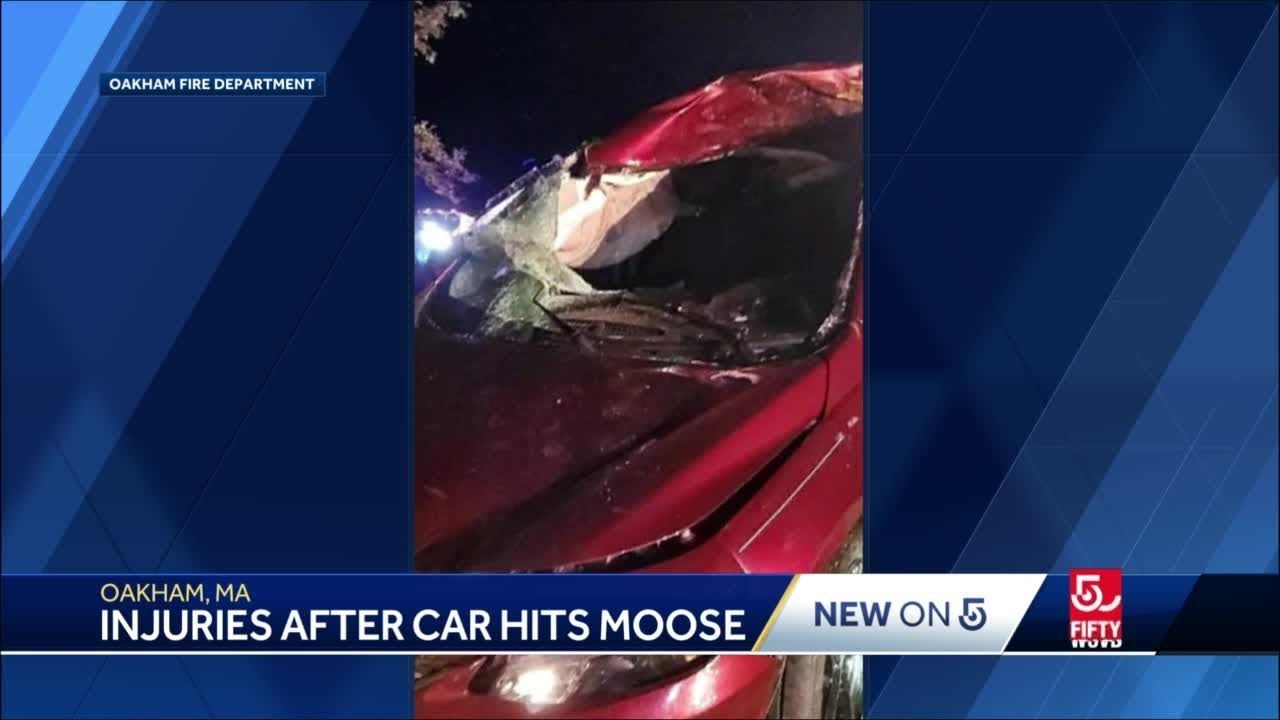 Injuries reported after car hits moose in central Mass. - YouTube
