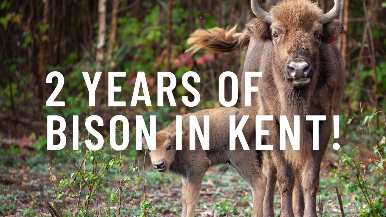 Two years of Bison in Kent! 🦬 - YouTube