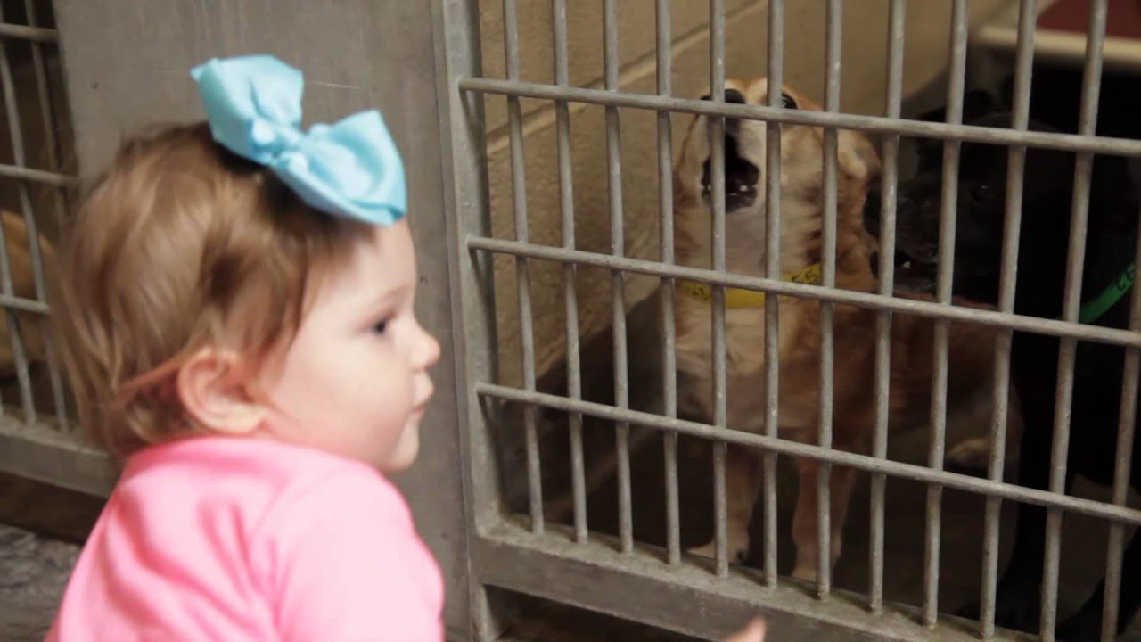 "Charlie" the new pre-school series starring a baby and her dog ...