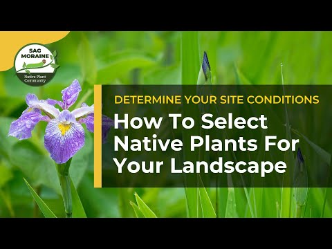 How To Choose Native Plants