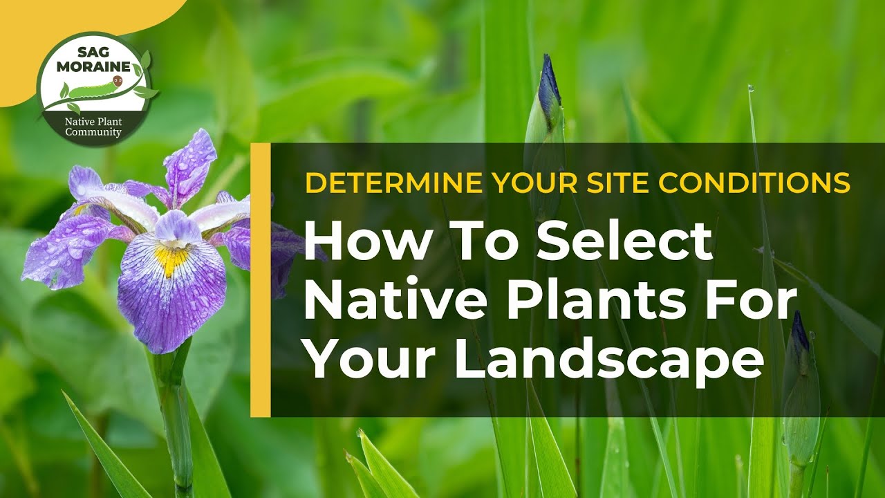 ☀️ 🌱 How To Select Native Plants For Your Landscape: Determining Your ...