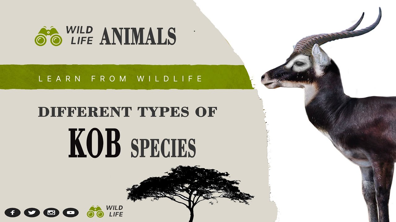 Kob II Different Types of Kob Species Name II Scientific Name ll ...