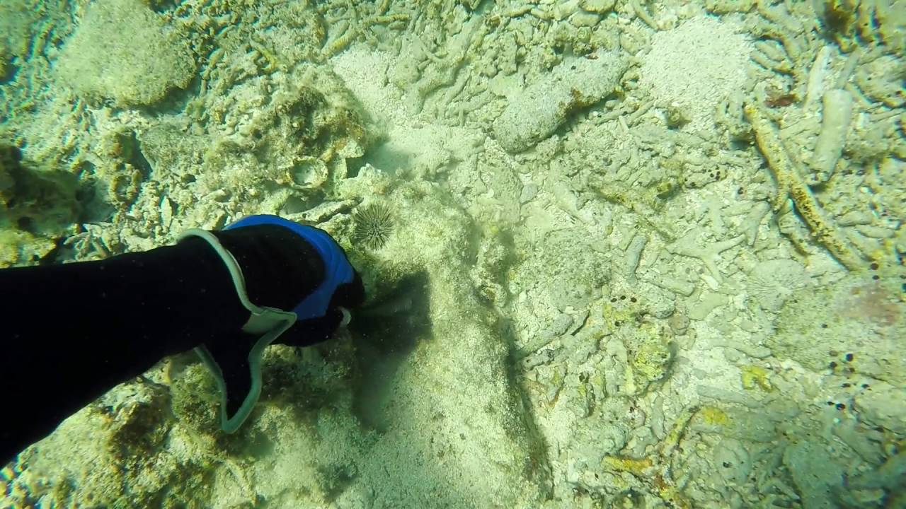 Spear Fishing Nago Bay, Okinawa - YouTube