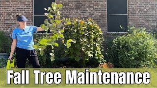 🍁🍂 Fall Tree Maintenance: Pruning, Pest Control & Fertilizing Tips for Healthier Trees