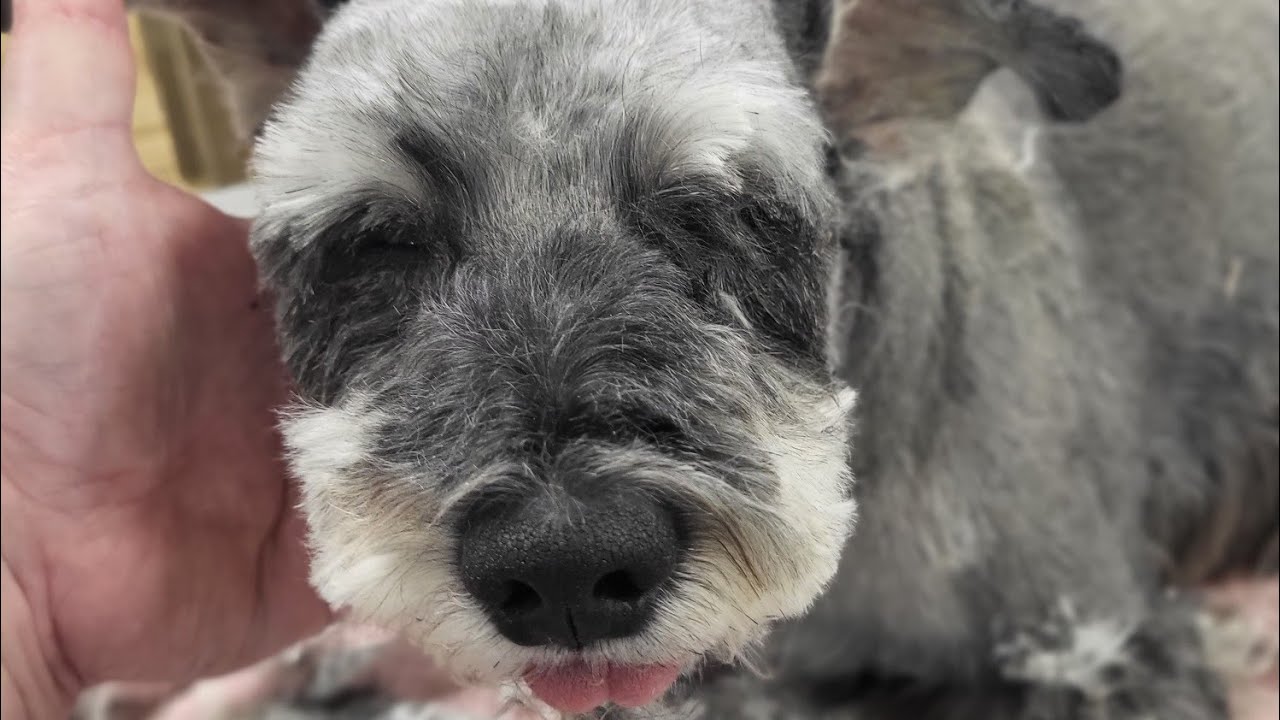 Shadow ONE of my -MOST- aggressive schnauzers gets sedation after ...