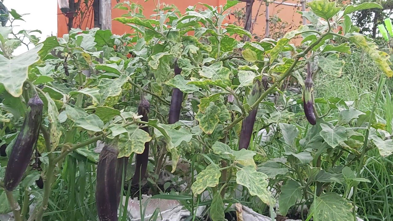 TALONG 🍆🍆🍆 KAYO DYAN mga KABAYAN at LALABS! #talong #eggplant # ...