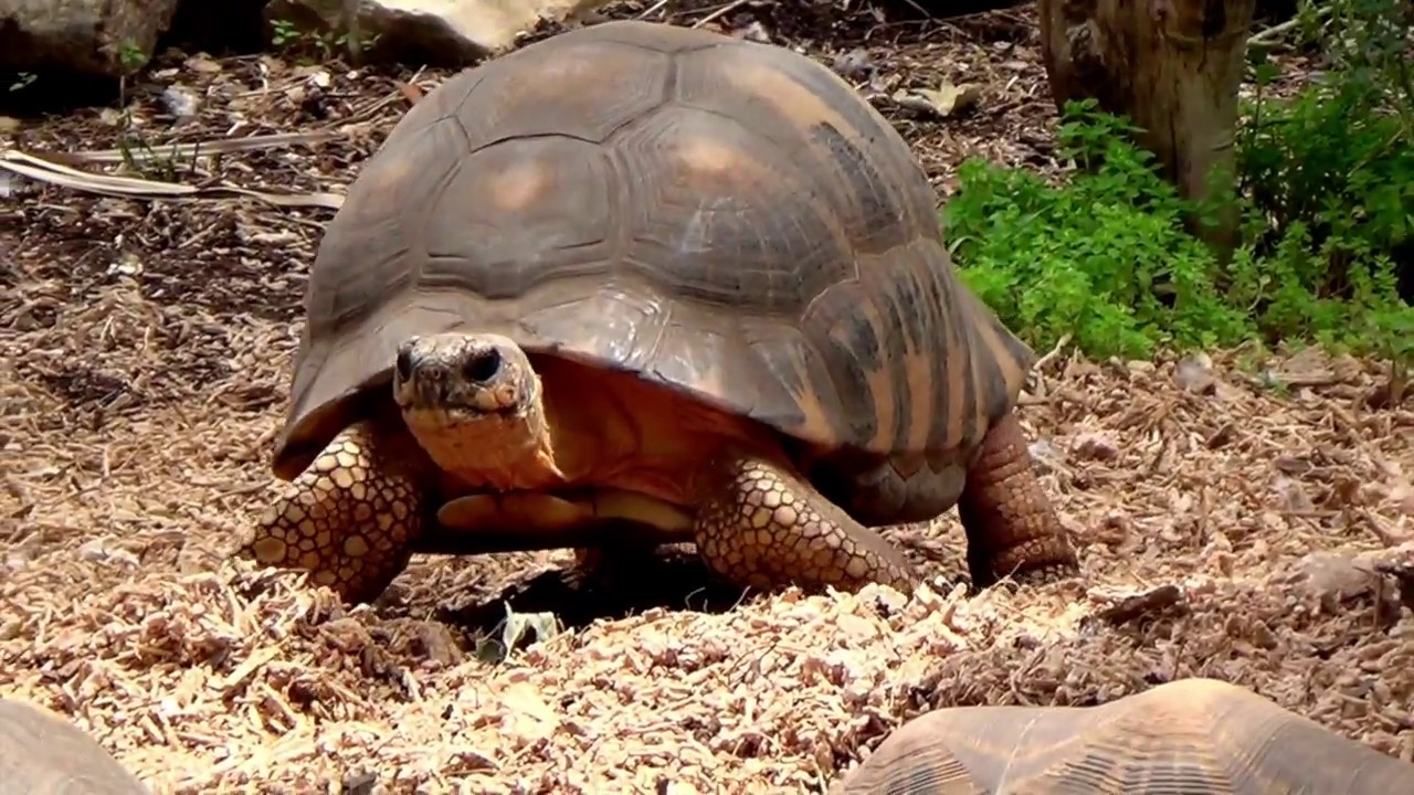 RABBIT & the TORTOISE / MORAL (KIND & WISDOM) STORY FOR CHILDREN ...