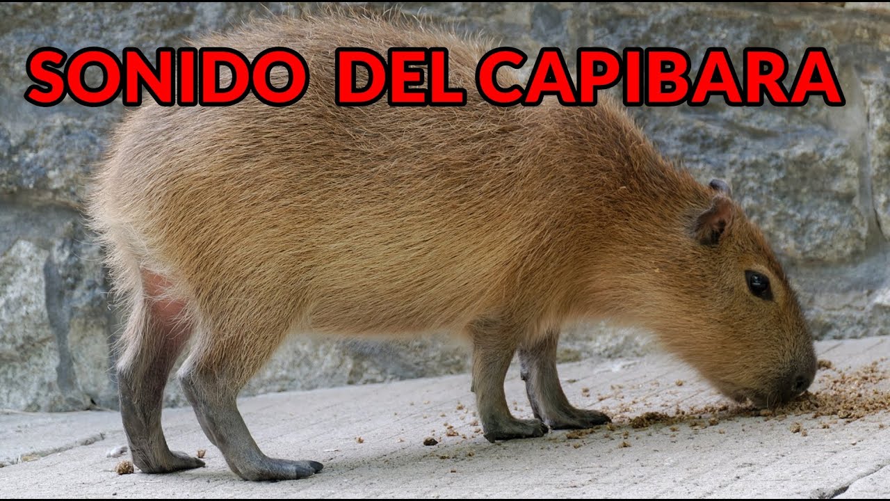 Sonido del carpincho capibara o chigüire - YouTube