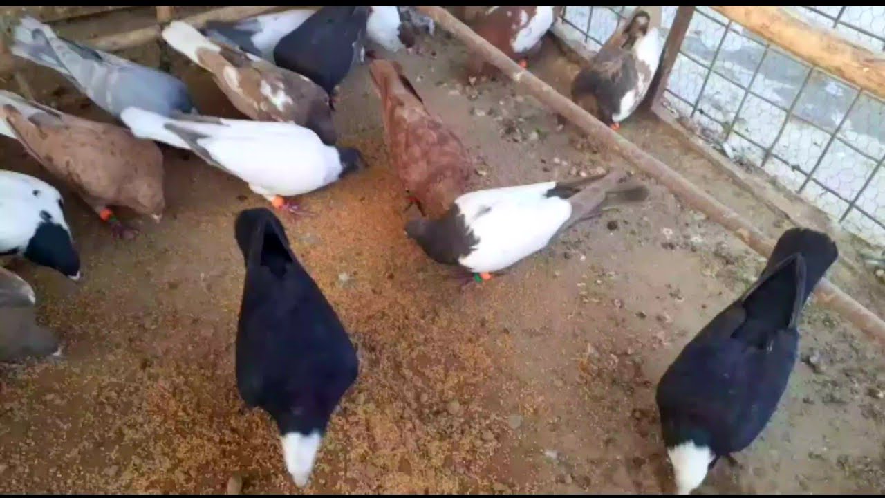 short view of famous Afghan pigeons - YouTube