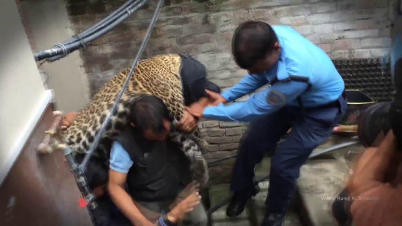 Leopard enters home in Nepal's capital city - YouTube