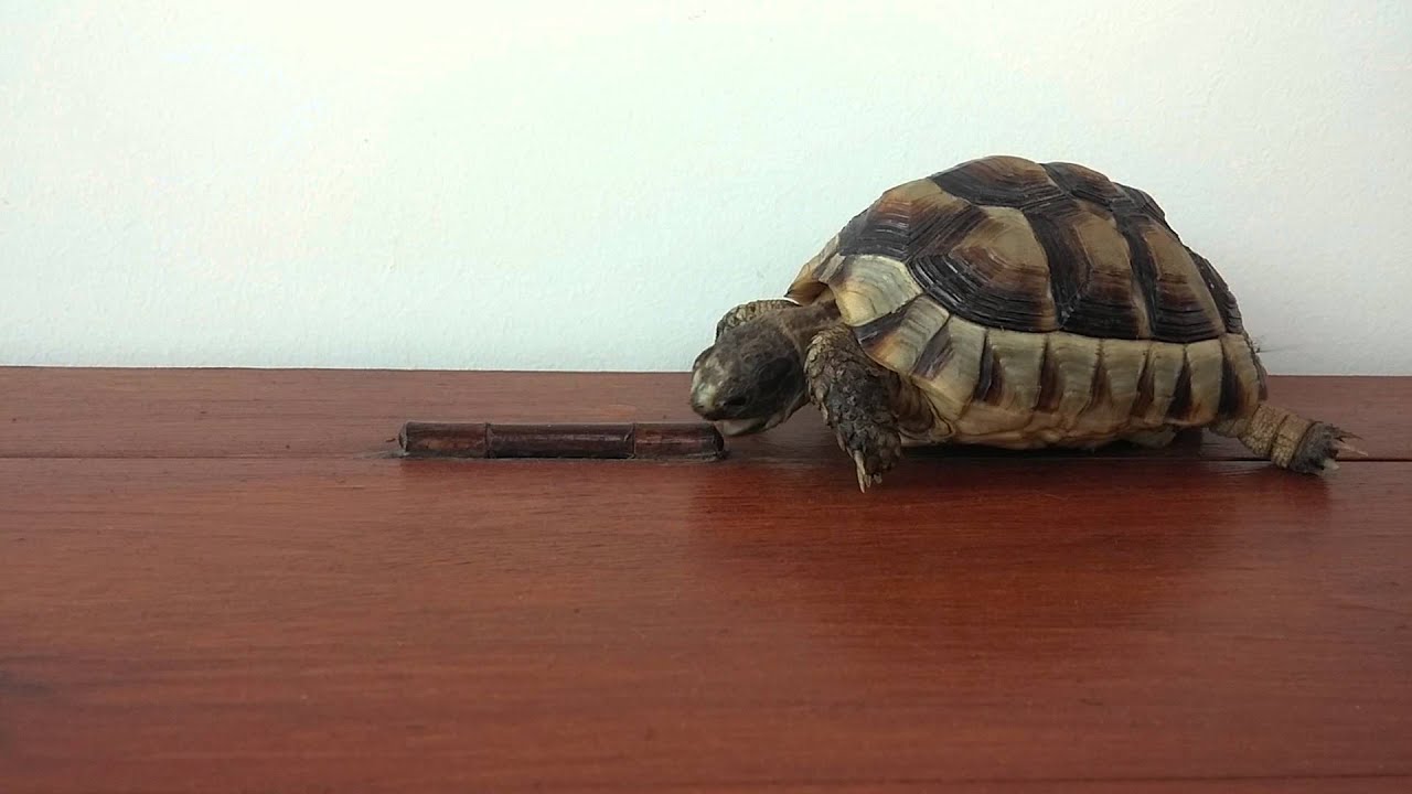 Greek Tortoise Dance - YouTube