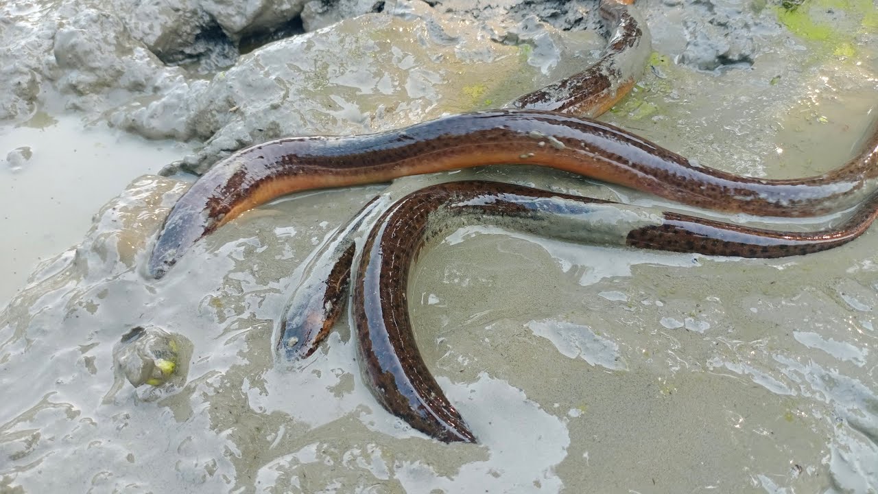 অসাধারণ মাছ ধরার কোশাল!!hand eel fishing videos!! - YouTube
