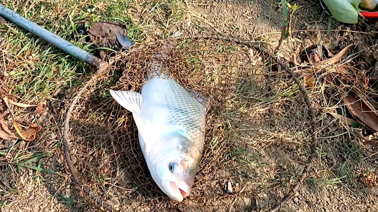 Best Hook Fishing Video | Unique Fish Hunting Style | Big Fish Catching ...