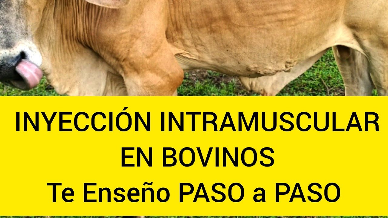 COMO INYECTAR VIA INTRAMUSCULAR EN GANADO (BOVINOS) 🐂 😱😱 TE ENSEÑO PASO ...