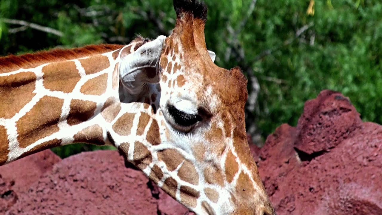 Gladys Porter Zoo (Animal Faces with Aerial footage) - YouTube