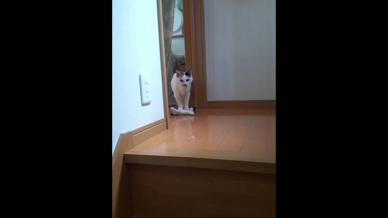 キリ 猫日常 Kiri cat everyday - YouTube RYU Toybox - window decals for privacy
