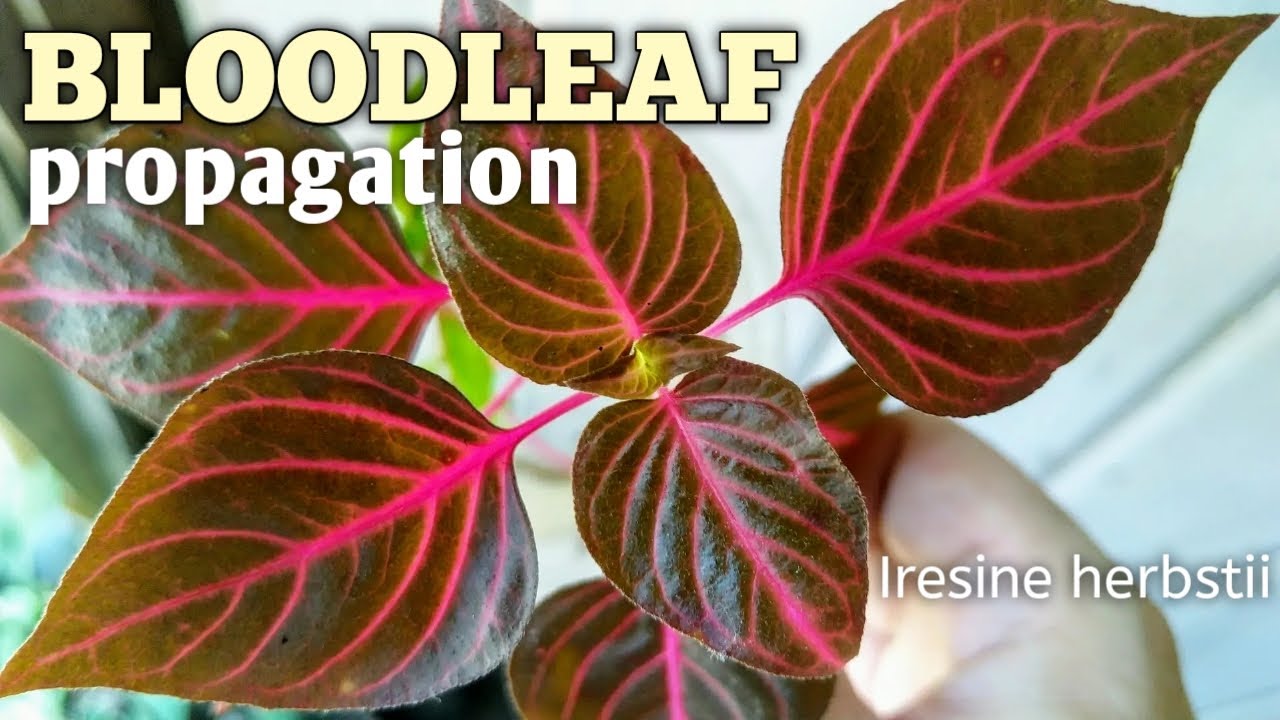 BLOODLEAF PLANT PROPAGATION | Iresine herbstii | Blood Leaf Plant Care ...