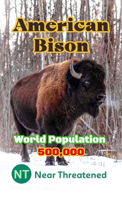 American bison facts, distribution & population | BioDB #biodb #animal ...