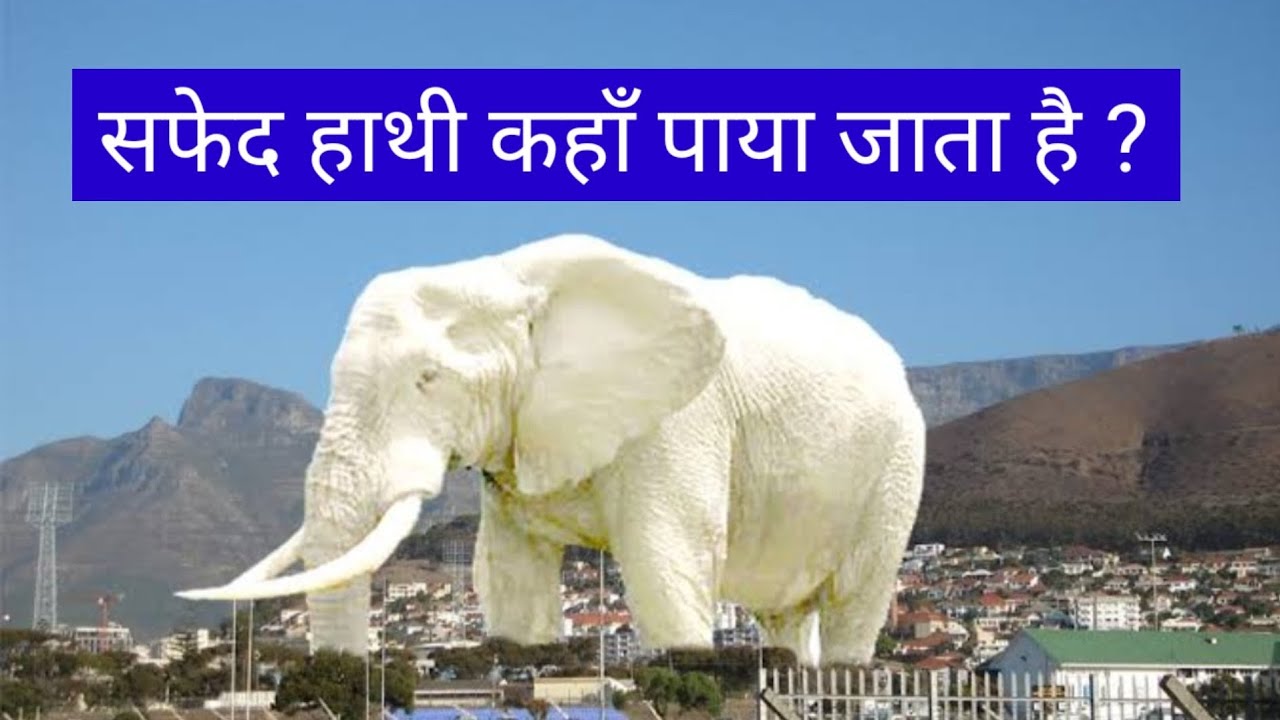 सफेद हाथी कहाँ पाया जाता है || Safed hathi kaha paya jata hai ...
