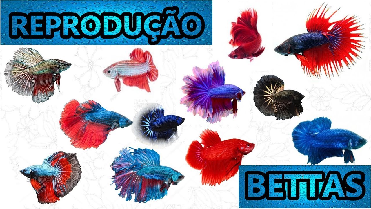Como reproduzir Bettas- PASSO A PASSO- PARTE 1 - YouTube
