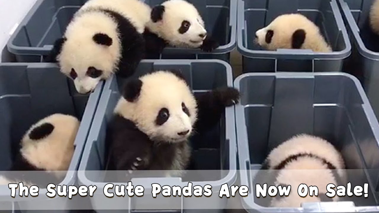 The Super Cute Pandas Are Now On Sale! | iPanda - YouTube