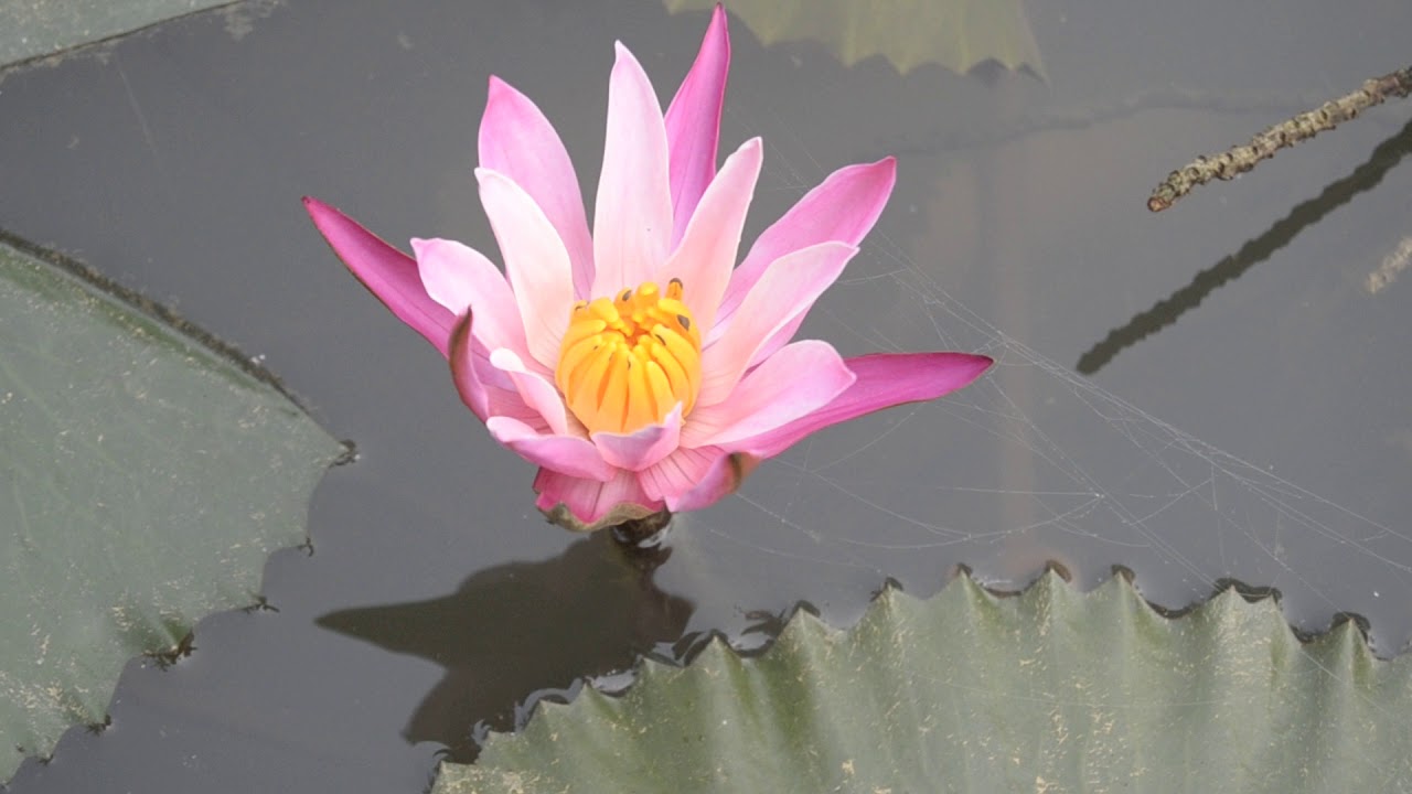 Aambal flower - YouTube