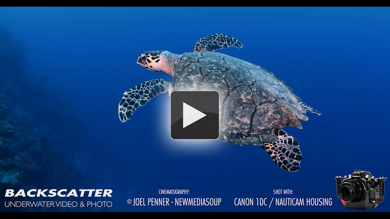 Canon 1DC Video with SeaWolf OrcaLight 860 15,000 Lumen Lights ...