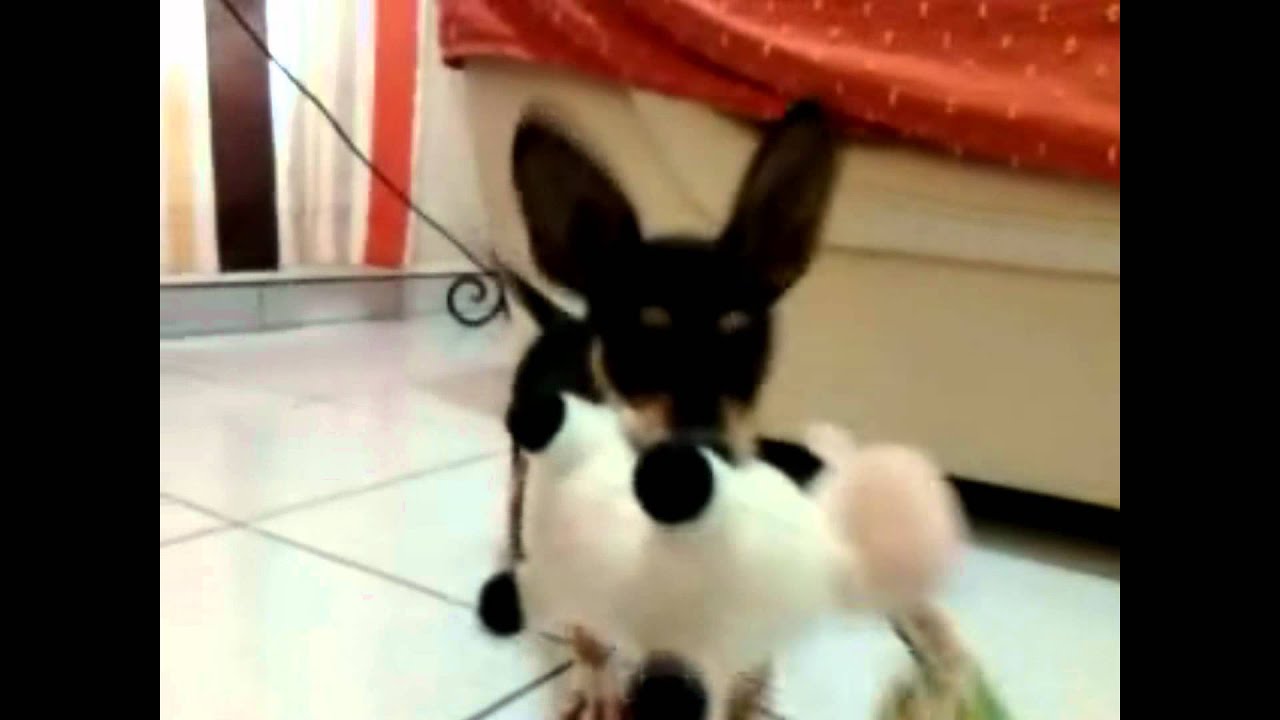Cachorro chihuahua ratonero - YouTube
