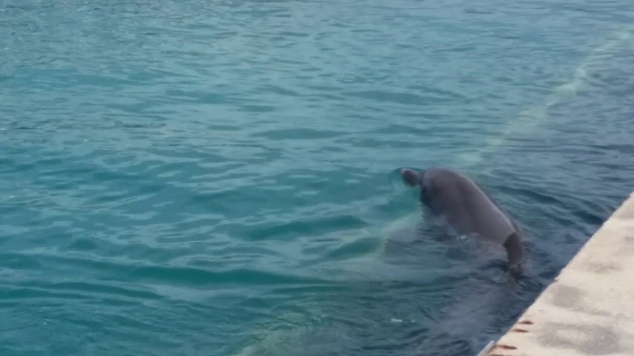 Dolphin Encounter in Roatan, Honduras. - YouTube