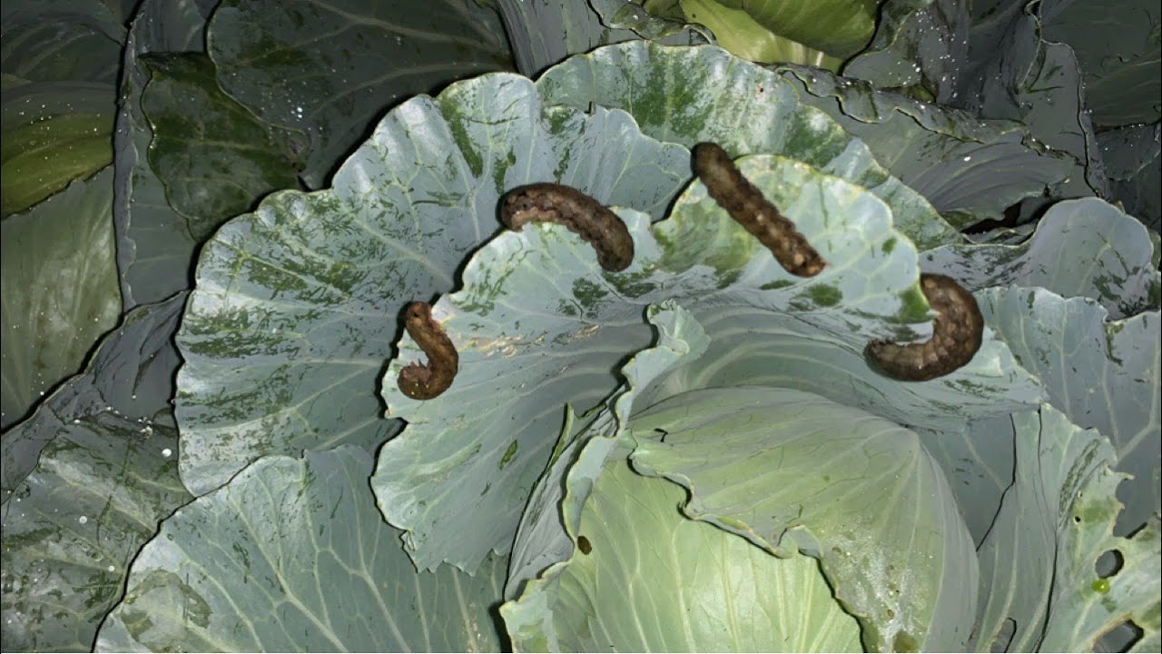 Cabbage Worms | Cabbage Looper | Cabbage Moth - YouTube