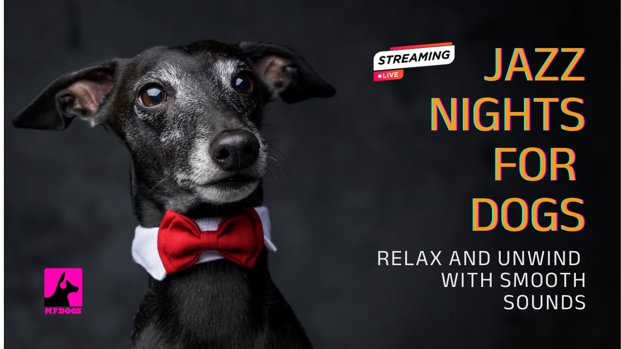 Dogs LOVE This SOOTHING Jazz Music for Relaxation - Calming Music for ...