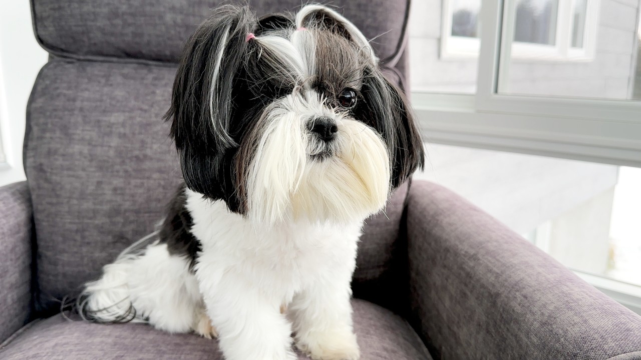 Shih Tzu Is Always Up For Some Fun! - YouTube